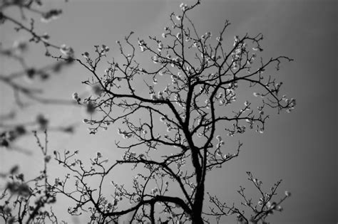 배경 화면 단색화 자연 눈 겨울 분기 서리 라이카 도쿄 동결 엠 나무 잎 꽃 Bw 이케 가미 바 이엔 요약 Summicron1235mm