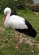 Categoryciconia Ciconia In Bristol Zoo Gardens Wikimedia Commons