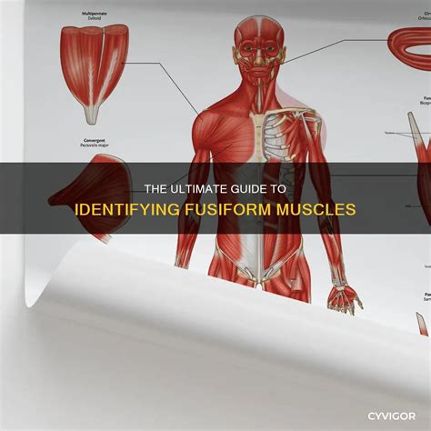 The Ultimate Guide To Identifying Fusiform Muscles Cyvigor