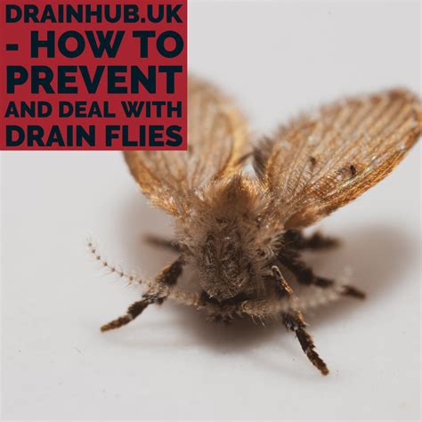 Drain Flies Understanding Eliminating And Preventing Infestations