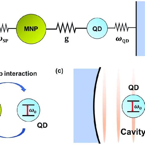 Schematic Diagrams Of Theoretical Models For Strong Coupling A Download Scientific Diagram