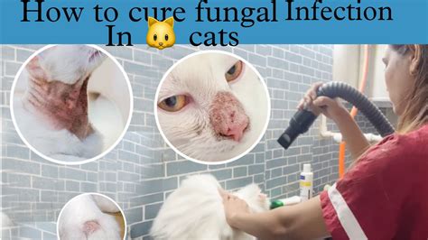 How To Treat Hair Fungal Infection At Petra Martin Blog