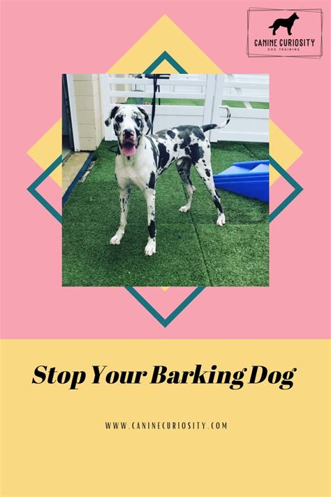 Stop Your Barking Dog Canine Curiosity Dog Behavior Problems Dog
