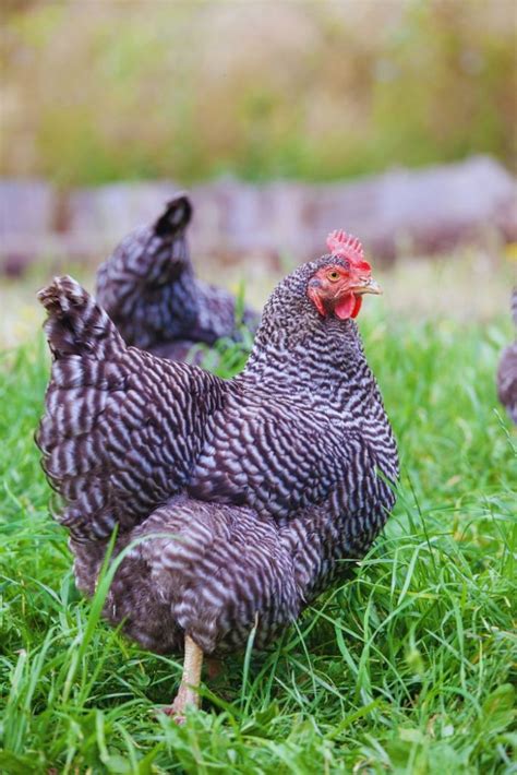 7 Best Chicken Breeds For Beginners Easy To Raise And Care For