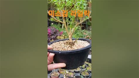 더그린가든센터 미스김라일락 Youtube