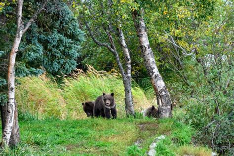 Cute Little Brown Bear Cubs With Natal Collars Playing In Grass On The