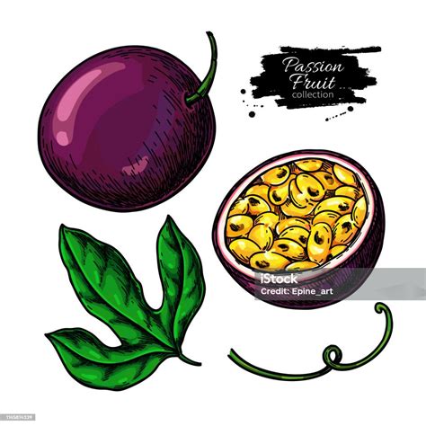 열정 과일 벡터 드로잉 세트입니다 손으로 그린 열 대 음식 그림입니다 여름 열정 과일 개체입니다 개체 그룹에 대한 스톡 벡터