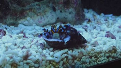 Blue Legged Hermit Crab Clibanarius Tricolor Getting Back On Its Feet Legs Youtube