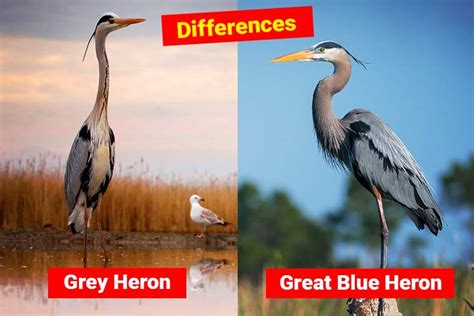 Grey Heron Vs Great Blue Heron