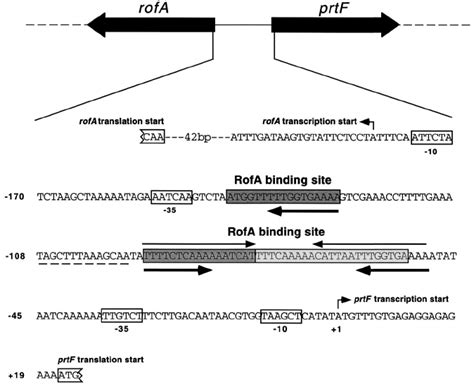Structure Of The Rofa Prtf Intergenic Region Important Features Of The Download Scientific
