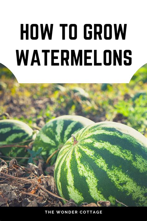 How To Grow Watermelons The Wonder Cottage
