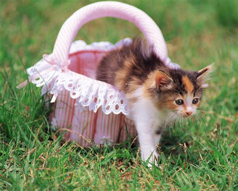 Kitten Wallpaper Cats Wallpaper 36915312 Fanpop