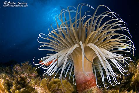 Cnidaria On Emaze