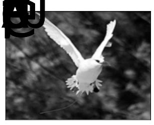 Laplacian Of Gaussian