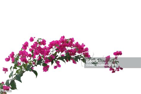 흰색 배경에 고립 된 부겐빌레아 클리핑 경로로 저장합니다 부겐빌레아속에 대한 스톡 사진 및 기타 이미지 부겐빌레아속 흰색