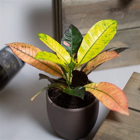 Croton Icetone 13cm Pot Tropical Plants Uk