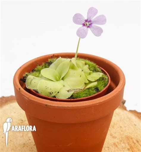 Butterwort Pinguicula X Tina Araflora