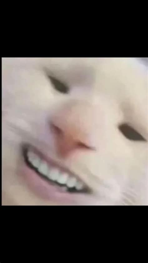 Ghim Của Ronin Trên Meme Meme