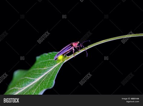 Lighting Bug Image Photo Free Trial Bigstock
