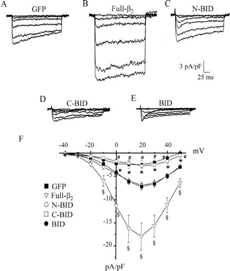 Effect Of Adenovirus Mediated Overexpression Of Full 2 Subunit And
