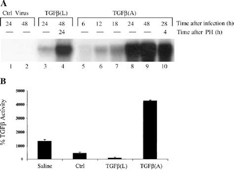 Figure 1 From Autocrine Expression Of Activated Transforming Growth