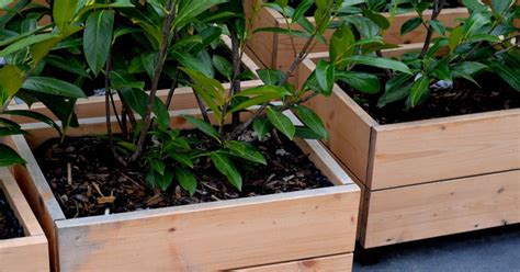 How To Plant In A Planter Box A Step By Step Guide