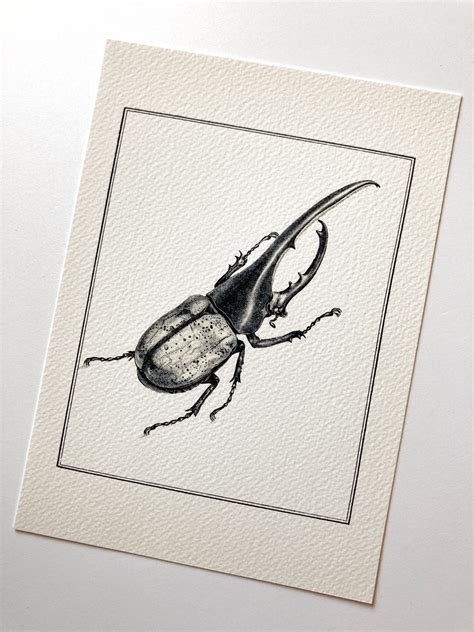 Japanese Rhinoceros Beetle Drawing