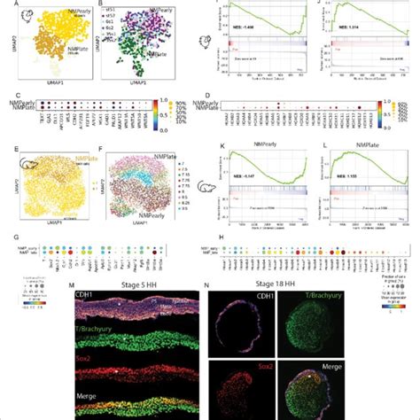 Downregulation Of Neuromesodermal Progenitors Nmps Epithelial
