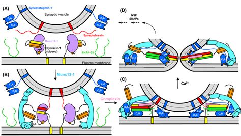 Working Model Of The Steps That Lead To Neurotransmitter Release A Download Scientific