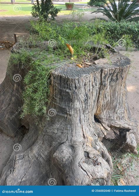 Herbs Growing Out Of A Broken Trunk Of Tree In Lahore Pakistan Stock