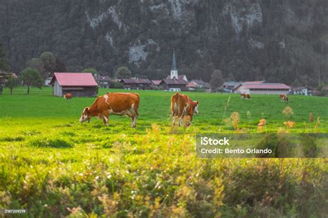 울창한 녹색 목초지에서 풀을 뜯는 소 고풍스러운 마을 장엄한 산을 배경으로 한 고요한 목가적 풍경 0명에 대한 스톡 사진 및 기타 이미지 Istock