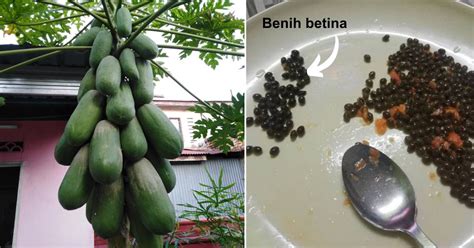 Tip Pilih Biji Betik Untuk Tanam Kena Ambil Yang Betina Barulah Pokok