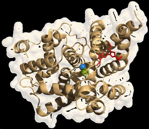 Phosphodiesterase Inhibitor Alchetron The Free Social Encyclopedia