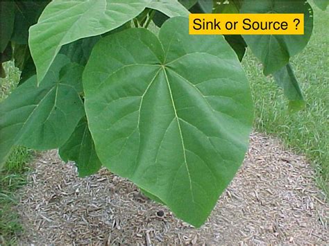 Ppt Sink Or Source Powerpoint Presentation Free Download Id 2777633