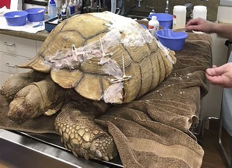 Tortoise Shell Surgery Courthouse News Service