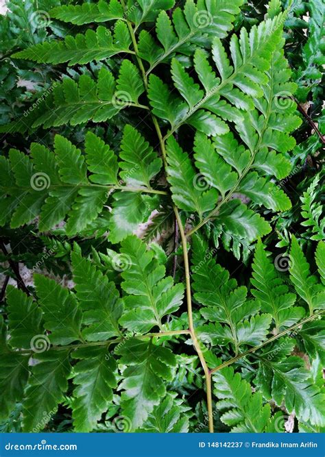 Leaves Plant Sphenopsida Stock Image Image Of Tracheophyta 148142237