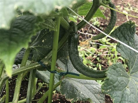 6／8の記録 【きゅうり】初めての収穫🎉🥒🎊 「家庭菜園はじめました 」かっちゃんの奮闘日記