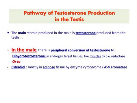 Ppt Steroid Hormone Synthesis In Adrenal Cortex Powerpoint