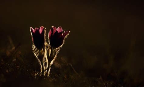 Sunlight Flowers Night Nature Reflection Grass Plants