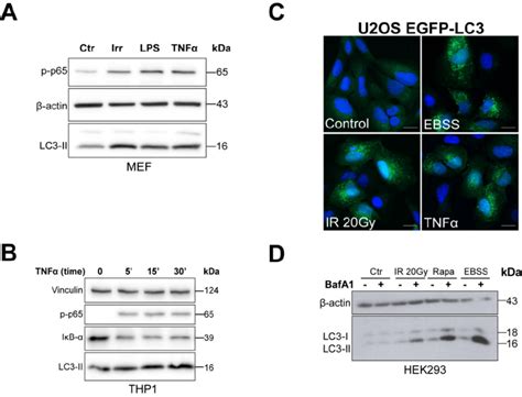 Autophagy Induction After Nf κb Activation In Different Cell Lines A