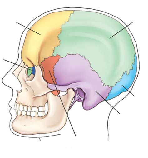 Lateral Cranial Bones Labeling Diagram Quizlet