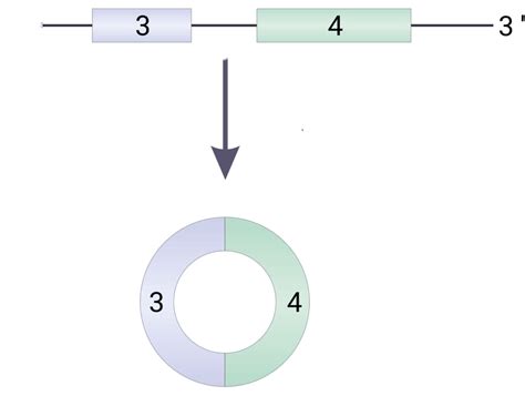 Rna In Circles Virology Blog
