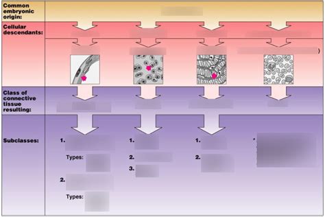 14 Connective Tissue Cell Embryonic Origin Diagram Quizlet