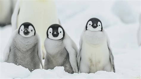 Premium Photo Emperor Penguin Chicks Sitting In Snow Generative Ai