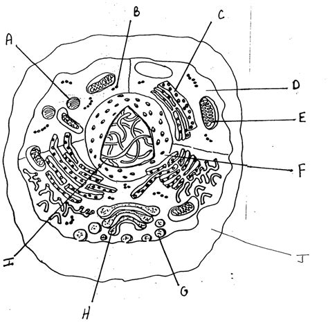 Animal Cell Diagram Diagram Quizlet