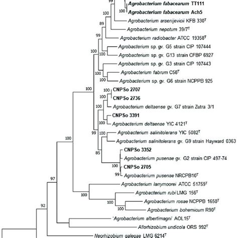 maximum likelihood phylogeny based on the concatenated gene sequences