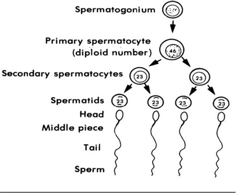 1 11 Spermatogenesis Sperm Formation Obstetric And Newborn Care I