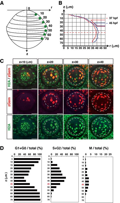 Figure 1 From Spatial Pattern Of Cell Geometry And Cell Division