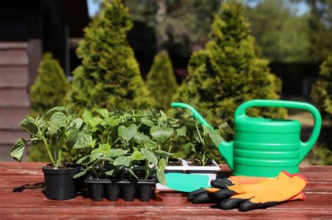 Seedlings Growing In Plastic Containers With Soil Rubber Gloves And Watering Can On Wooden