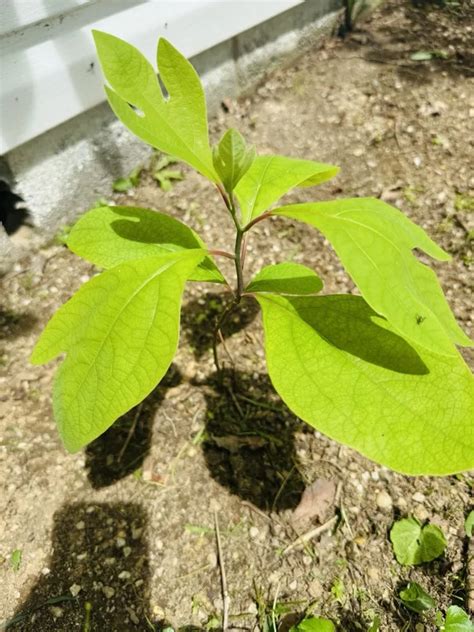 Organic Sassafras Tree Bare Root 10 Pack Ready To Plant And Thrive
